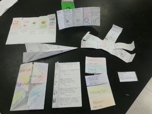 Meiosis Activity - USBiologyTeaching.com