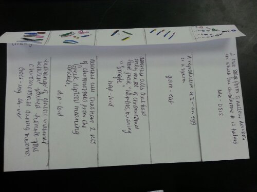 Meiosis Activity - USBiologyTeaching.com