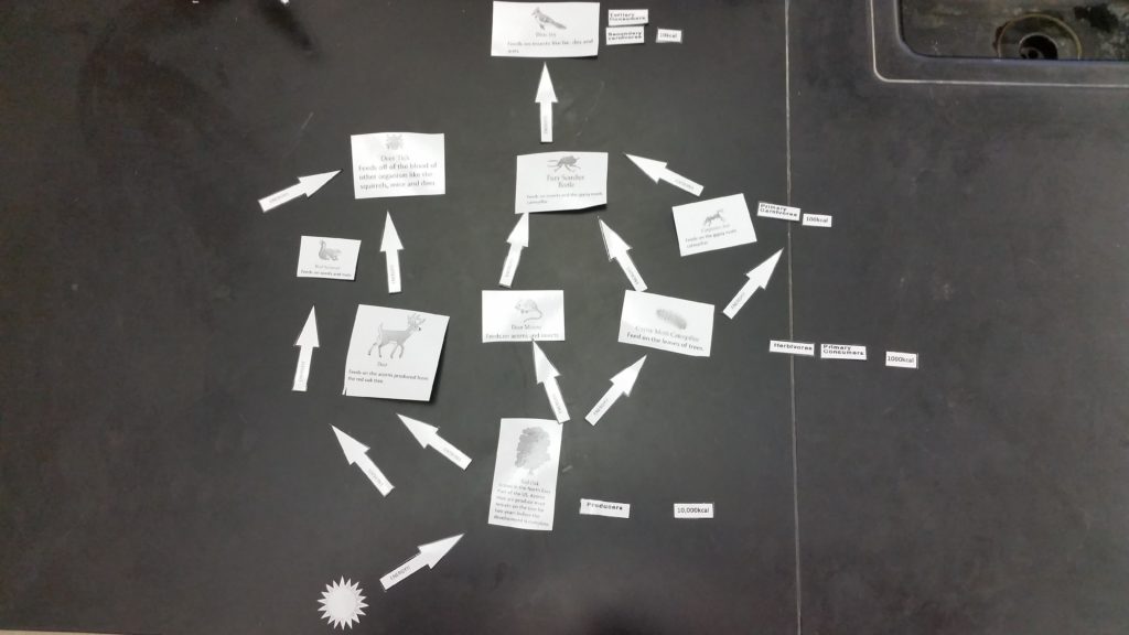 Food Web Activity - USBiologyTeaching.com